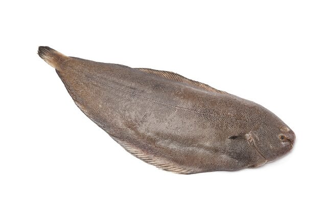 2014 Another Weak Year for Rocksole? | The Fish Site