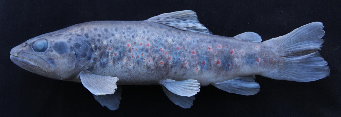 New Trout Species Discovered in Turkey | The Fish Site