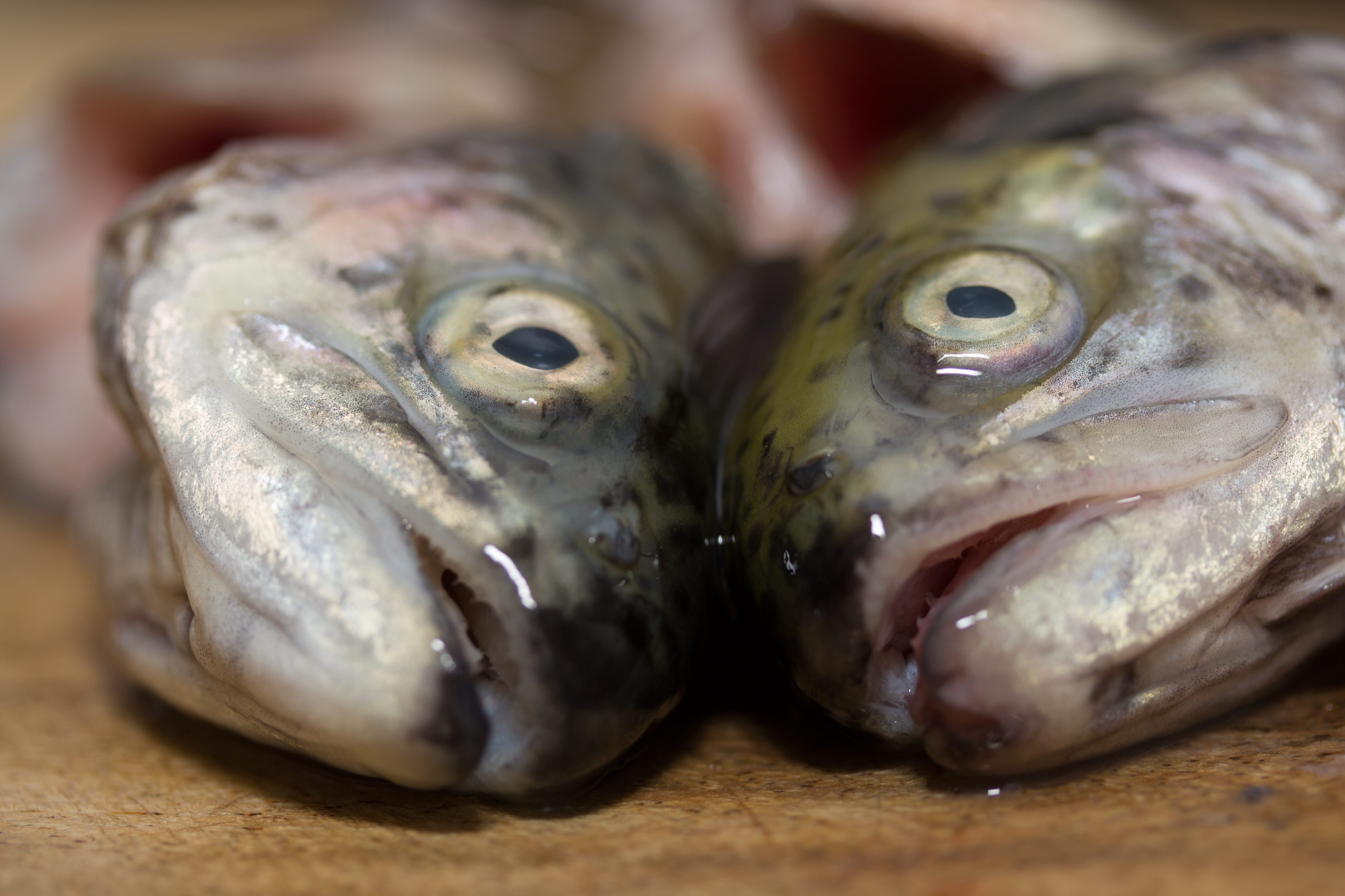 Alaska Fish Factor: Seafood Innovators Finding Use for Fish Waste | The ...