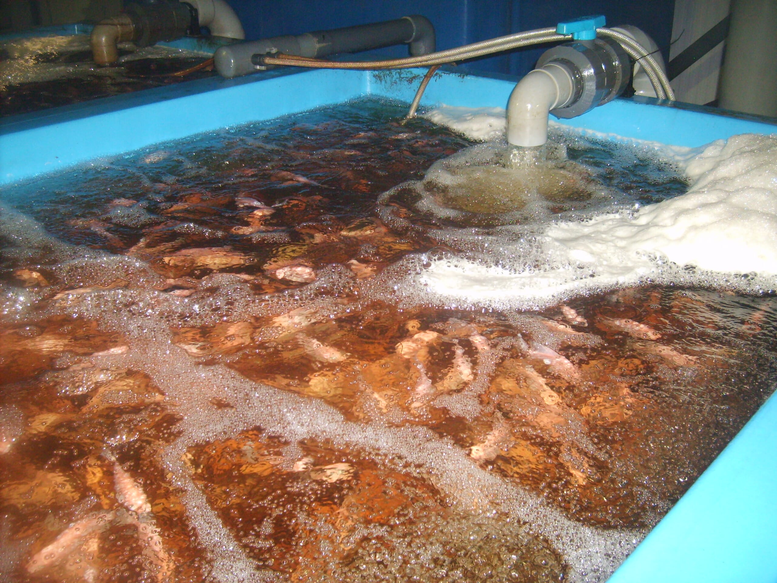 New Hatchery to Boost Fishery Production in the Philippines | The Fish Site
