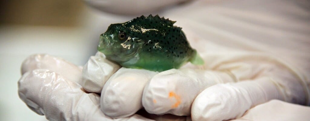 Lumpfish Identified as Possible Reservoir for IPN | The Fish Site