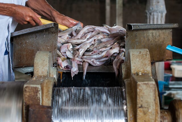 Jamaica Explores Development of Pharmaceuticals from Fish Trimmings ...