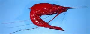 Royal Red Shrimp