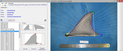New iSharkFin Allows Species Identification from Fins | The Fish Site
