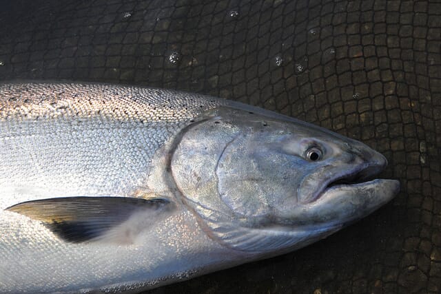 New Injectable Device Makes Tracking Fish Easier | The Fish Site