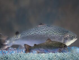 AquaBounty Starts AquAdvantage Salmon Trials in Brazil, Argentina | The ...