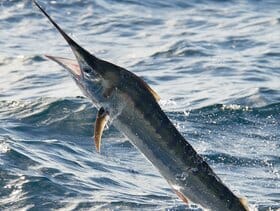 Recovery Plan Agreed for Mediterranean Swordfish | The Fish Site