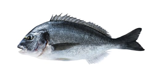 Ear Bones Show Black Bream Migration Patterns | The Fish Site