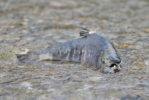 Migrating Atlantic Salmon Face a Triple Challenge from Unsustainable ...