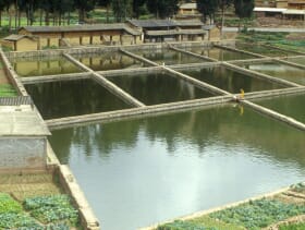 Chinese Aquaculture Market Rapidly Growing | The Fish Site