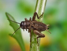 Insects as Animal Feed Seen as Favourable | The Fish Site