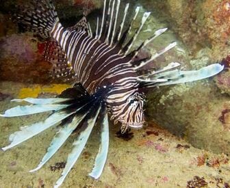 Invasive Lionfish Reaches Brazil | The Fish Site