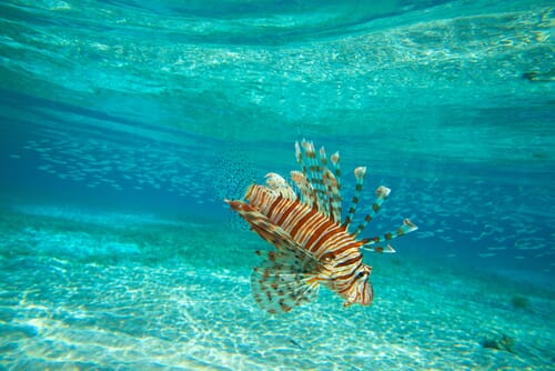 Genetics Shows Lionfish Invasion Started in Several Locations | The ...