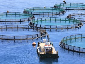 Ten New Fisheries and Aquaculture Research Projects Available | The ...