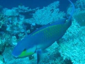 Parrotfish Critical for Reef Island Building | The Fish Site