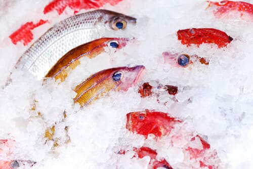 New Ice Plant to Boost Somaliland Fisheries Sector | The Fish Site