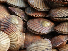 Clearwater Seafoods Completes Acquisition of Macduff Shellfish Group ...