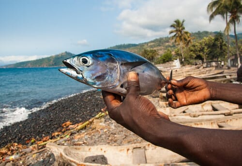 Cook Islands Albacore Longline Fishery Achieves Sustainable ...