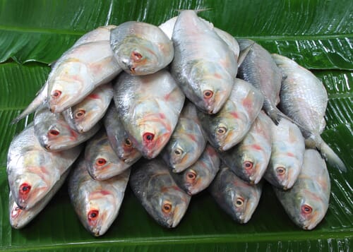 Government, Researchers Discuss Hilsa Fish Conservation Proposal | The ...