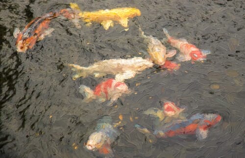 Changes Made to Koi Herpesvirus Disease Inspection | The Fish Site