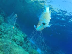 Global Scheme to Clean up Oceans | The Fish Site