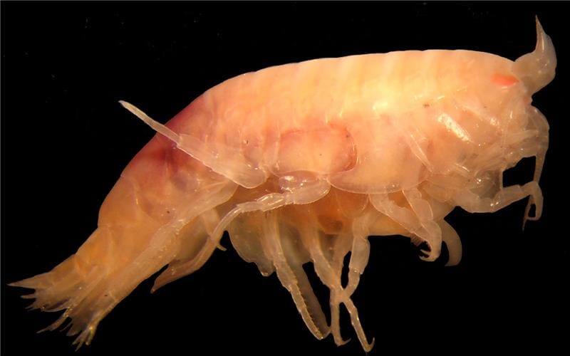 Whale Eating Deep Sea Shrimp Species Discovered | The Fish Site