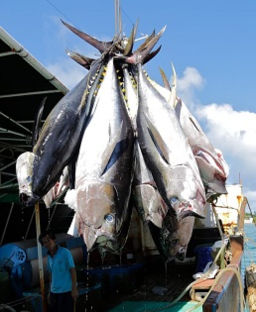 First South Korean fishery achieves MSC certification | The Fish Site