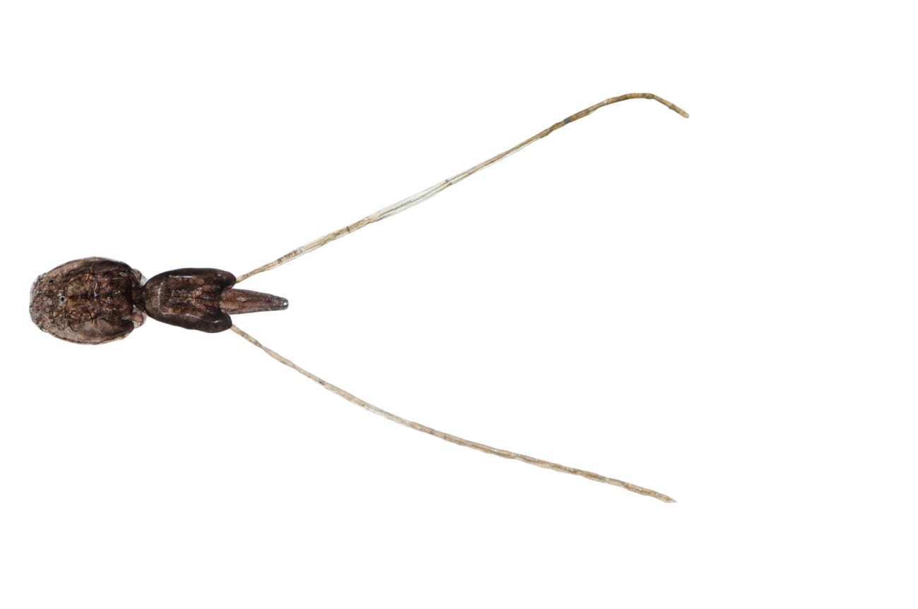 Sea lice set to survive increased ocean acidification | The Fish Site