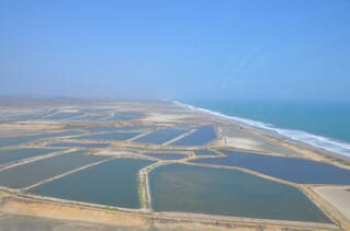 BioMar steps up shrimp farming sustainability in Ecuador | The Fish Site
