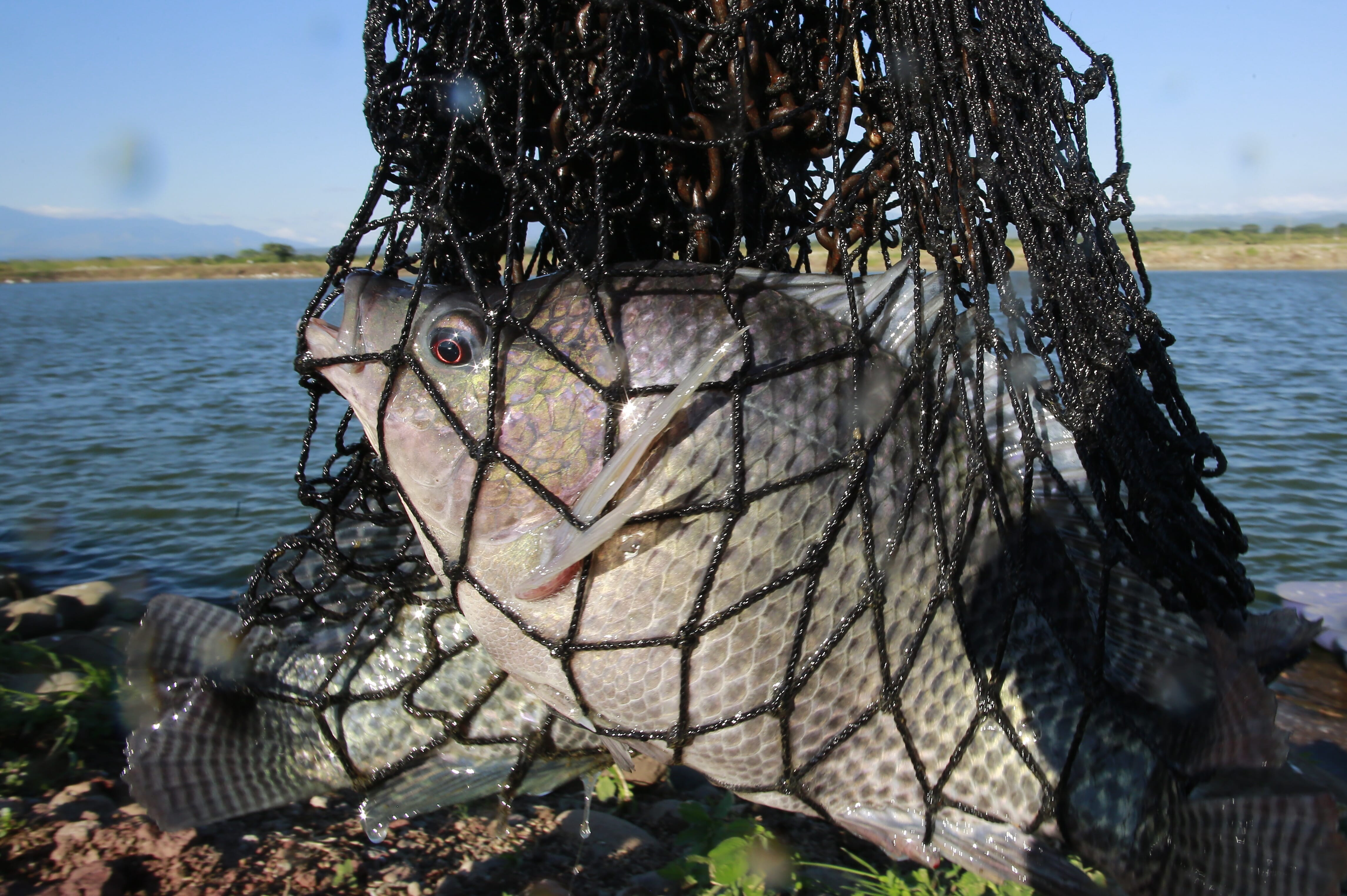 How to tackle tilapia lake virus (TiLV) | The Fish Site