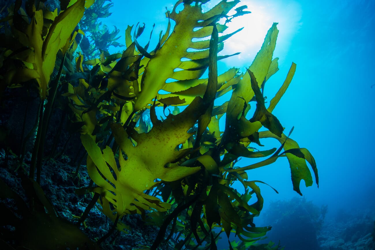 Four site kelp farm lands Canadian funding | The Fish Site