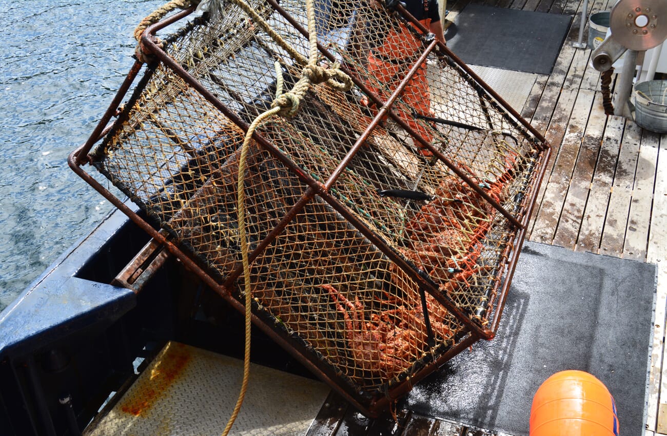 Western crab management leaves SFP cold | The Fish Site