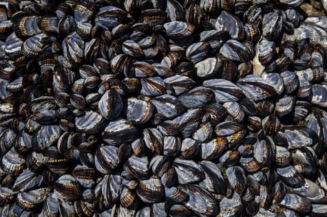Mussels prove vulnerable to contagious cancers | The Fish Site