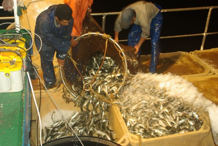 IFFO data reveals that fishmeal and fish oil production increased in ...