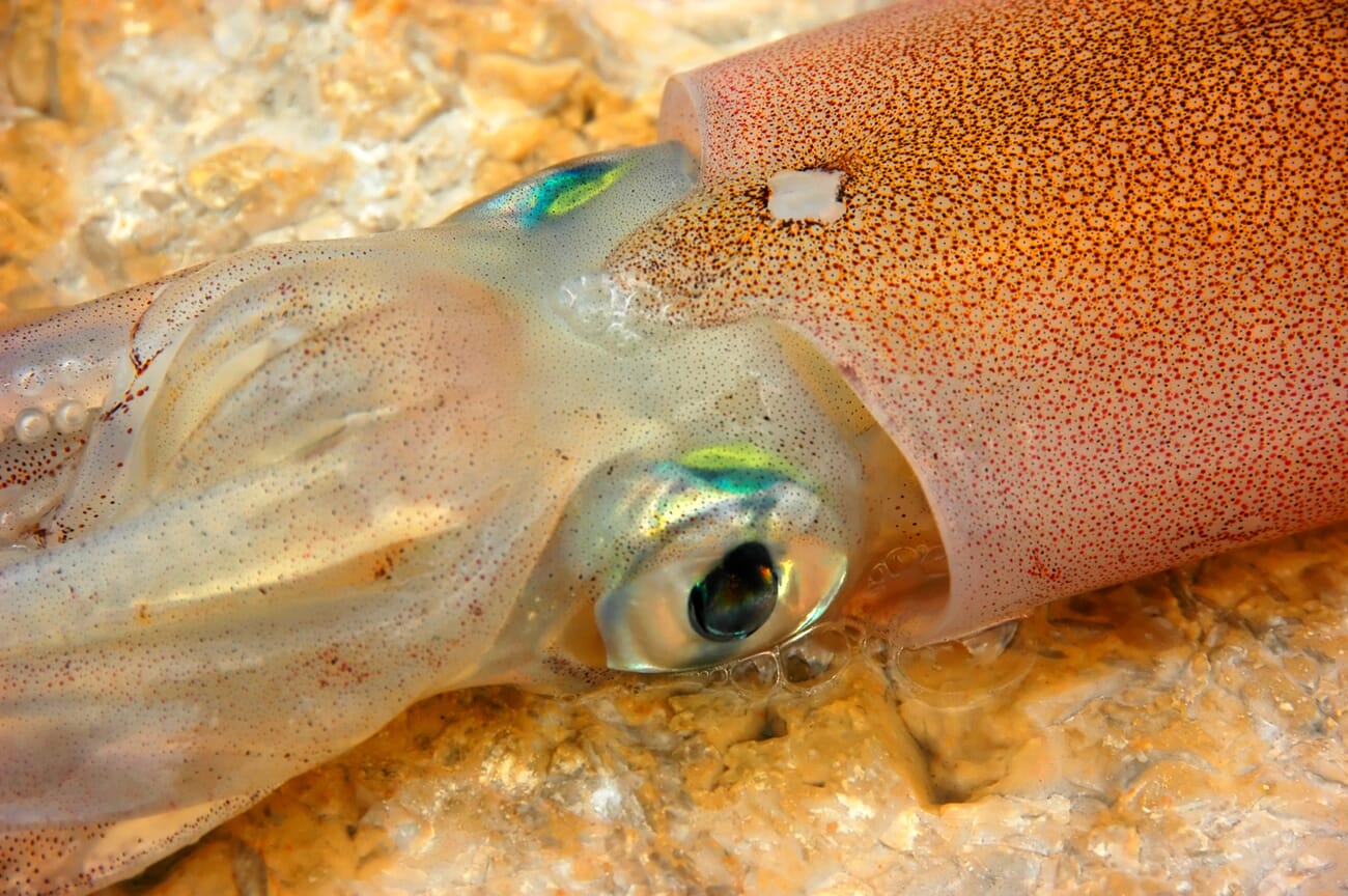 Drive to improve squid sustainability | The Fish Site