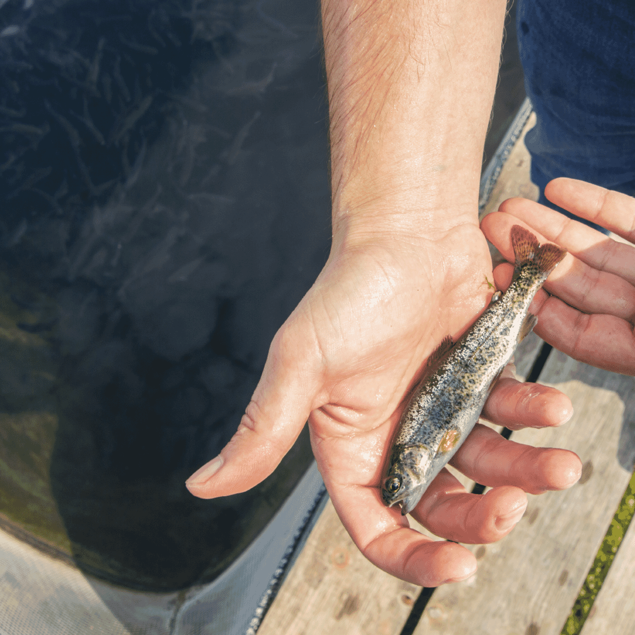 Coppens launches fresh trout fry feed | The Fish Site