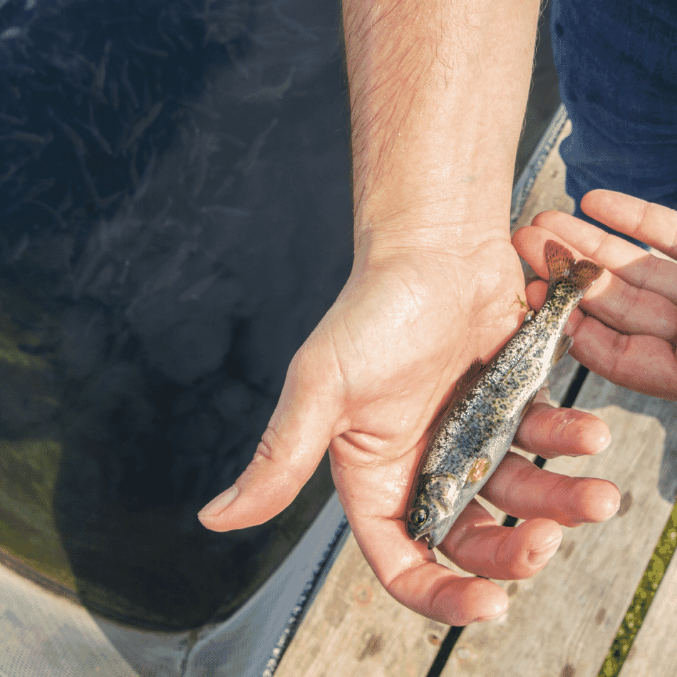 Coppens launches fresh trout fry feed | The Fish Site
