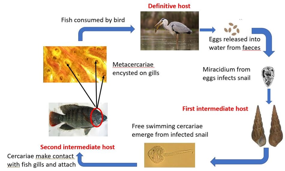 Piscivorous birds as vectors of fish pathogens: damage to aquaculture ...